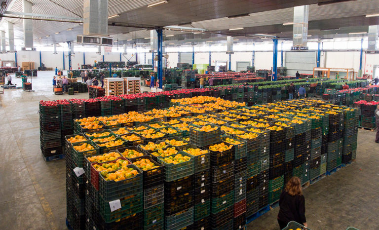 Áreas hortofrutícolas con nuevas tecnologías - Telecal